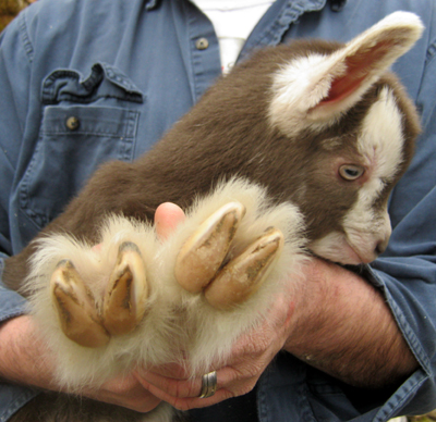 Own a Toggenburg Dairy Goat: Milking Breed. For farm or homestead.