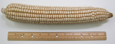 Corn- Yellow, Field. Heirloom. Appalachian from local. Very long.